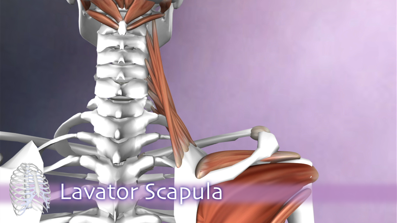 Shoulder Girdle and Arm Functional Anatomy for Massage Therapists ...